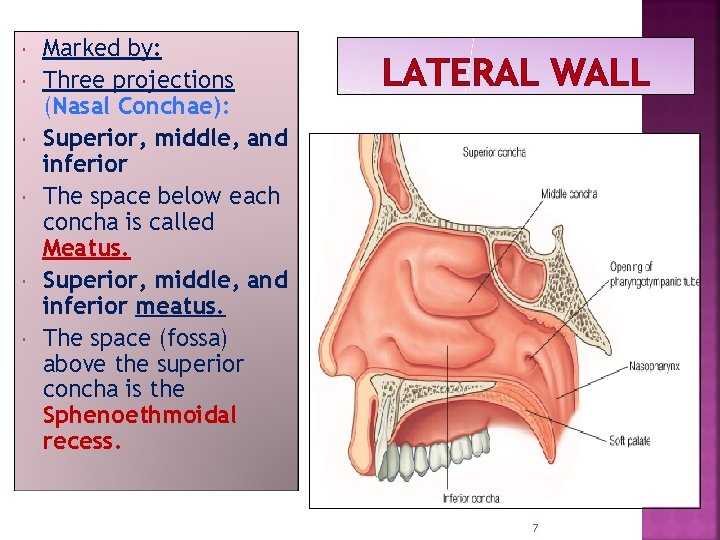 ANATOMY OF THE NOSE AND OLFACTORY NERVE 1
