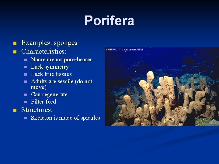 Invertebrates Porifera n n Examples sponges Characteristics n