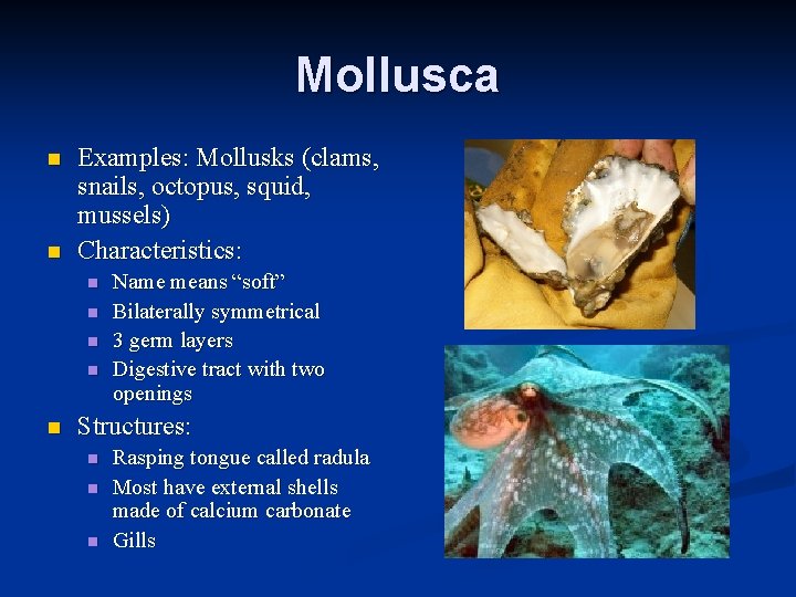 Invertebrates Porifera n n Examples sponges Characteristics n