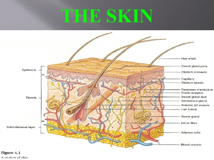 Wound Care and Dressing 1 THE SKIN 2