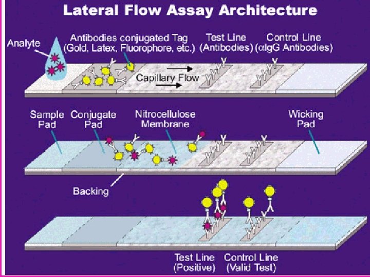 Lateral Flow Immunoassays The lateralflow assay LFA or