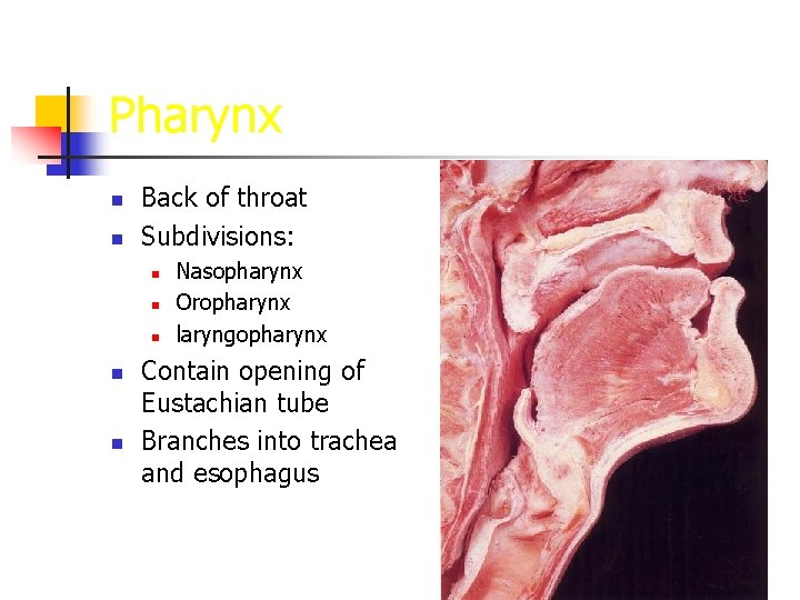 HST 1 Respiratory System Functions of the Respiratory