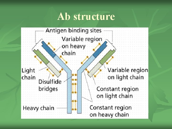 Antigen AND Immunogen and Antibodies Definitions n n