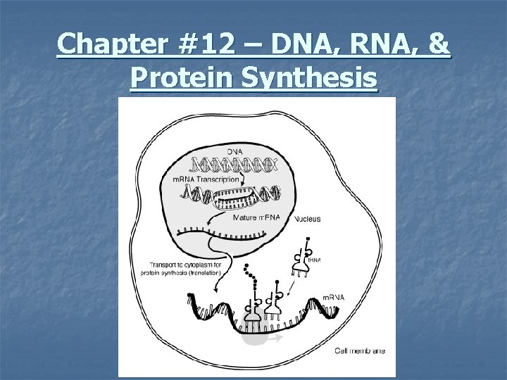 Chapter 12 DNA RNA Protein Synthesis I DNA