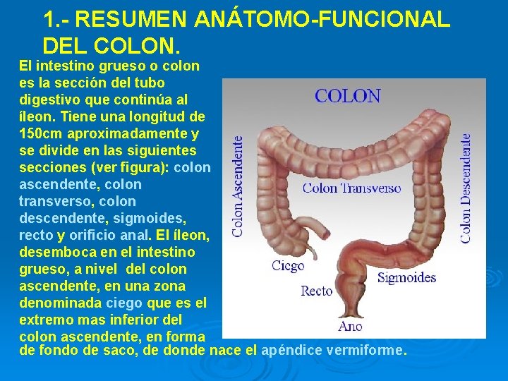 FISIOLOGA DEL APARATO DIGESTIVO PARTE 5 FUNCIONES DEL