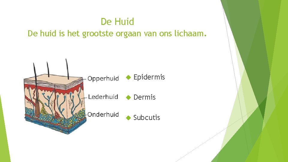 Wondverzorging De Huid De huid is het grootste