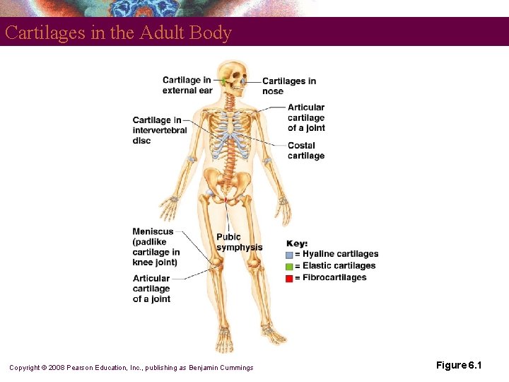 6 HUMAN ANATOMY fifth edition MARIEB MALLATT WILHELM