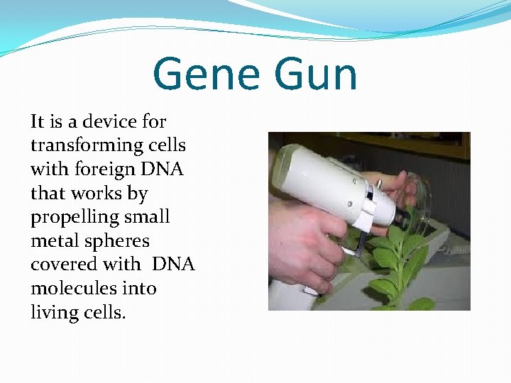 GMO Crops By Kaitlyn Margaret Victoria GMOs It