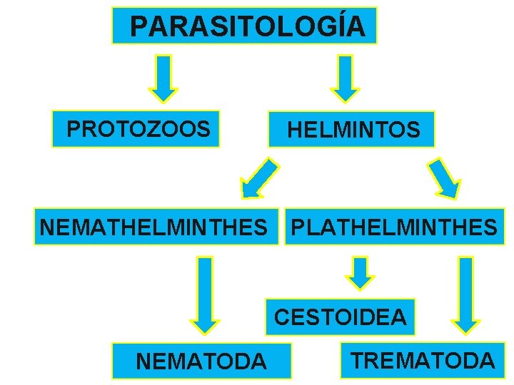 Tema III Parasitologa Mdica Ectoparsitos Generalidades de Protozoos