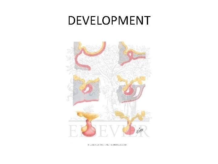 PITUITARY GLAND HYPOPHYSIS CEREBRI BY DR SHIVRAM BHAT