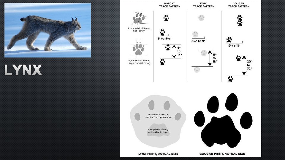 TRACKS GAITS TRACK PATTERNS WAYS OF WALKING 1
