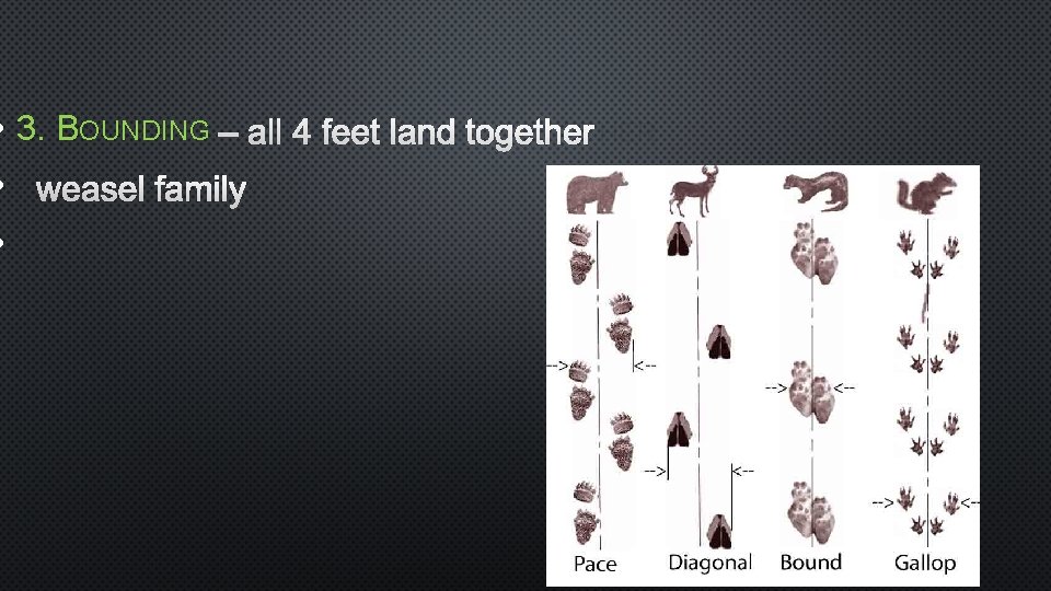 TRACKS GAITS TRACK PATTERNS WAYS OF WALKING 1