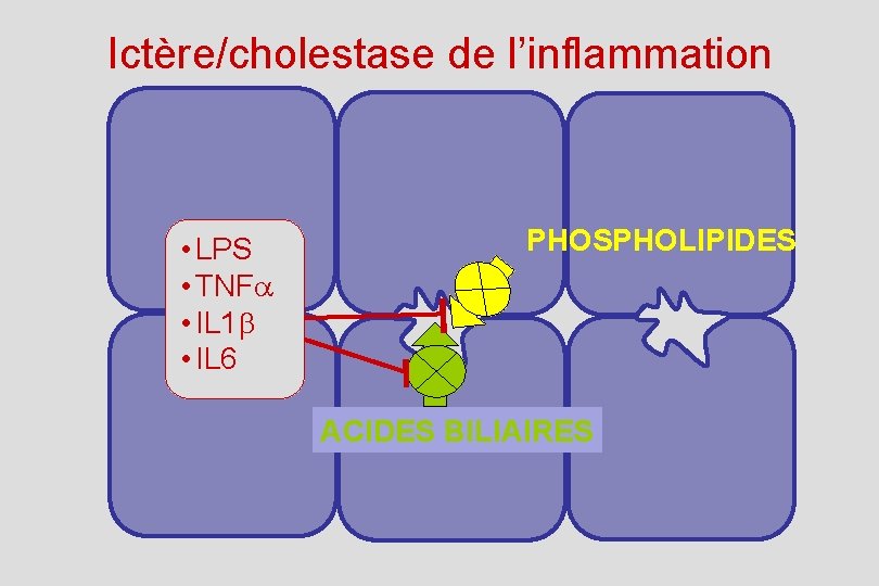 CM ICTERE PrRequis Anatomie des voies biliaires intra