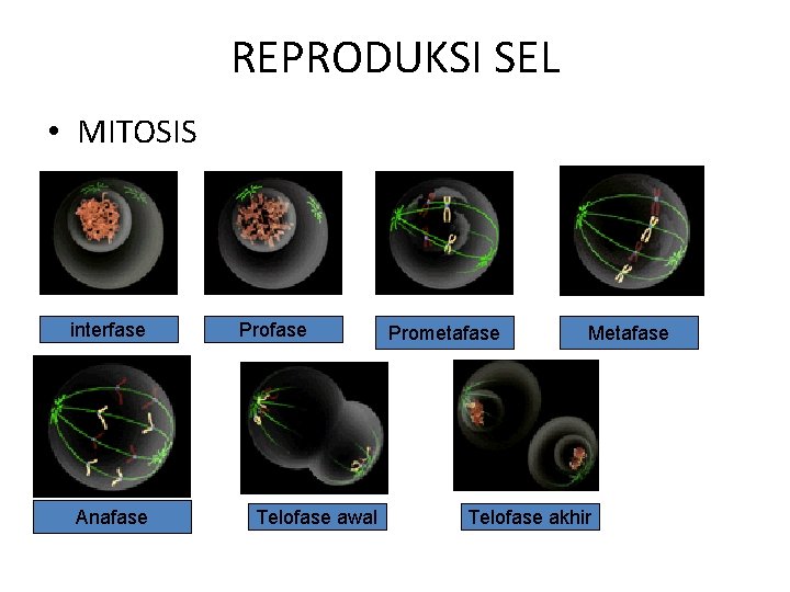 SIKLUS SEL Bagian Histologi dan Biologi Sel FKIK