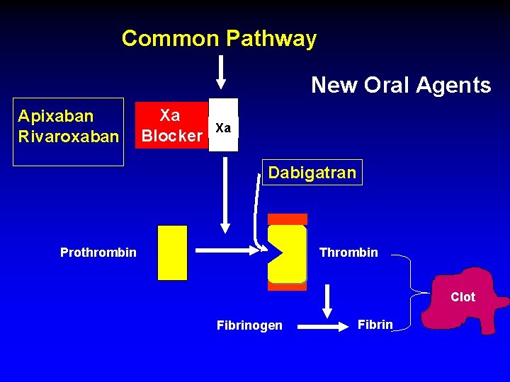 Common Pathway New Oral Agents Apixaban Rivaroxaban Xa