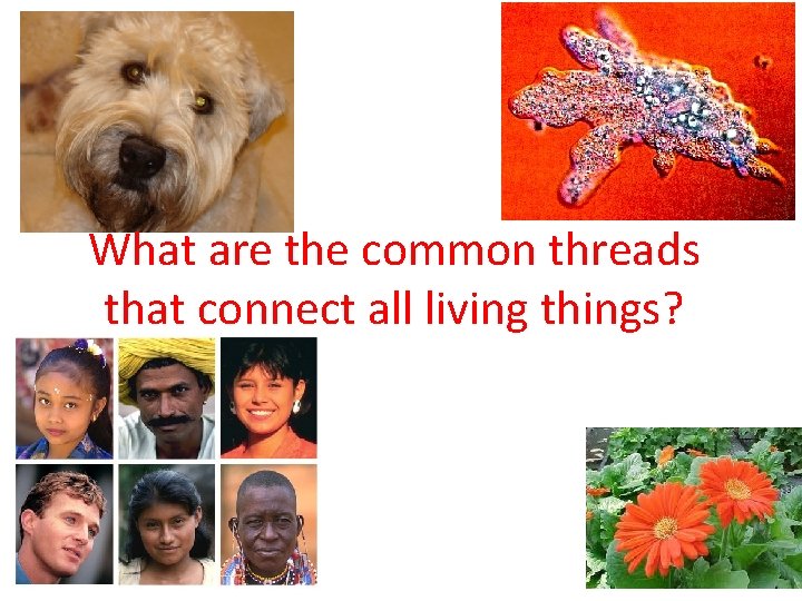 What are the common threads that connect all