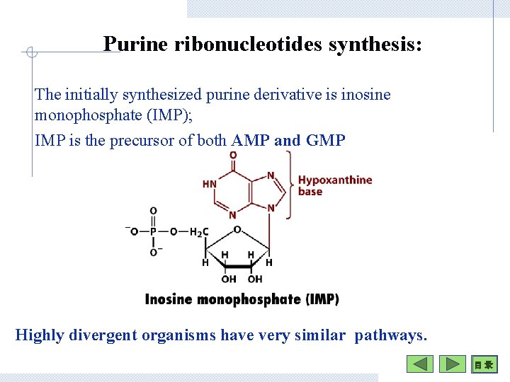 Chapter 10 Metabolism of Nucleotides For 2 ndyear