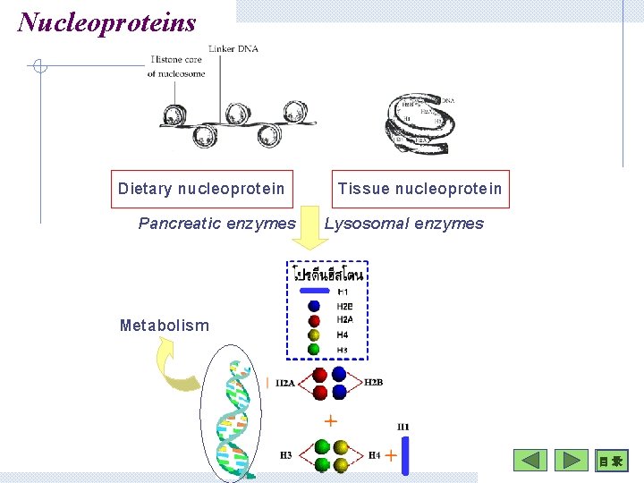 Chapter 10 Metabolism of Nucleotides For 2 ndyear