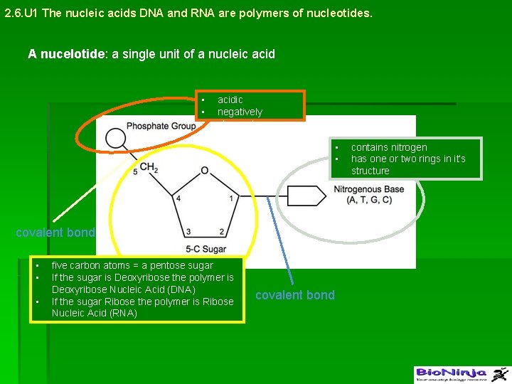 Nucleic Acids DNA RNA What are they The
