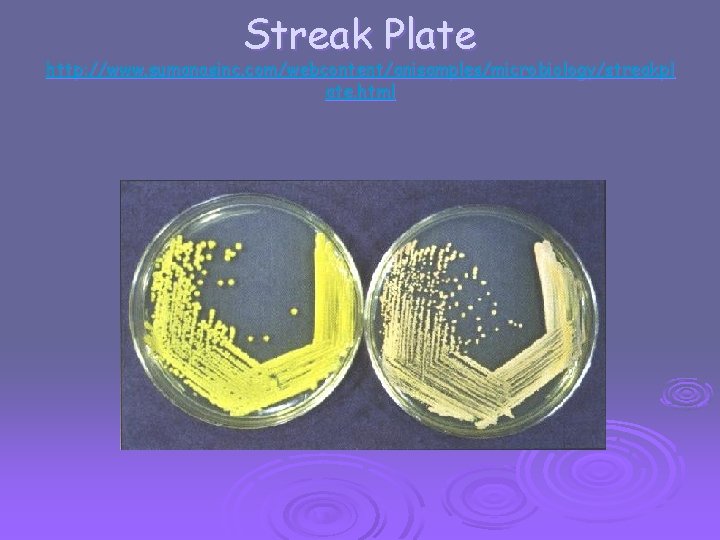 Microbiology Techniques 2008 Media Types How to hold