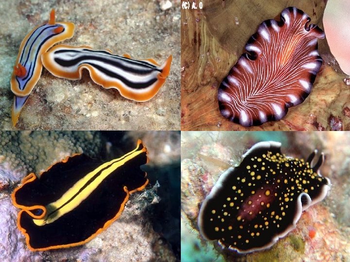 I Platyhelminthes Flatworms Dorsoventrally flattened Simplest ...