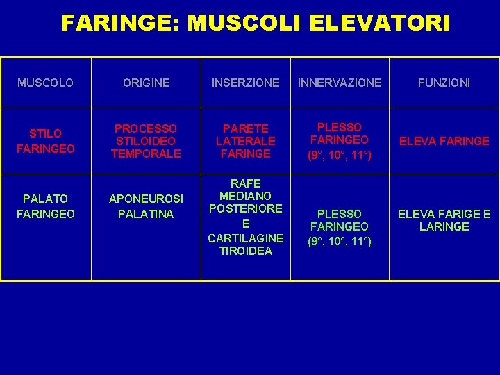 FARINGE FARINGE SCHEMATIZZAZIONE ANATOMO TOPOGRAFICA FARINGE Organo COMUNE