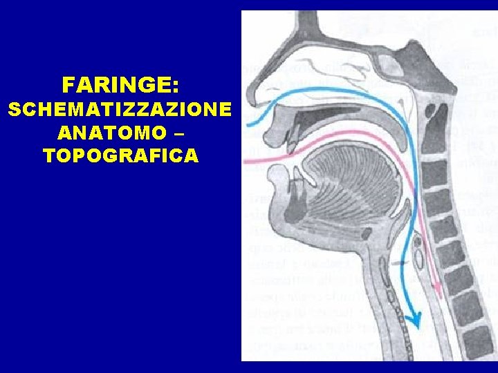 FARINGE FARINGE SCHEMATIZZAZIONE ANATOMO TOPOGRAFICA FARINGE Organo COMUNE