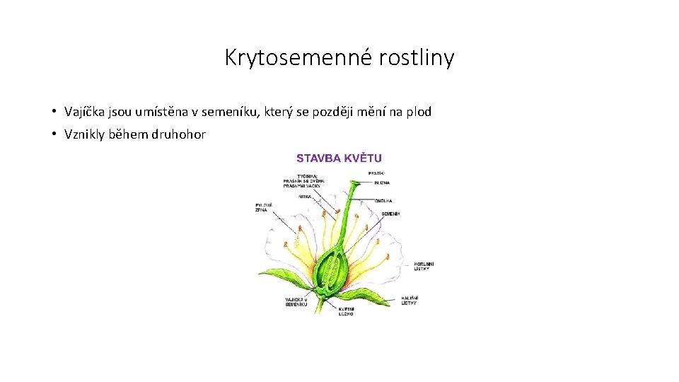 Semenn rostliny skupina Semenn rostliny jsou pln pizpsoben