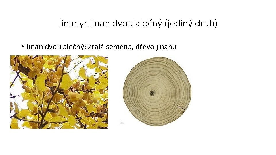 Semenn rostliny skupina Semenn rostliny jsou pln pizpsoben