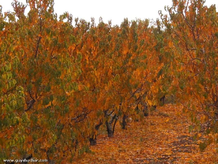 Israeli Autumn Colorful Upper Galilee Photos by Guy