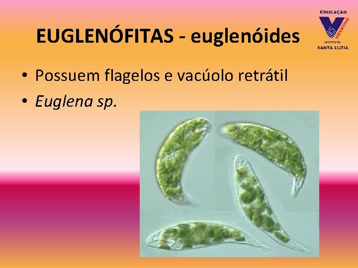 REINO PROTISTA PROTOZORIOS ALGAS 7 ANO CINCIAS PROFESSORA