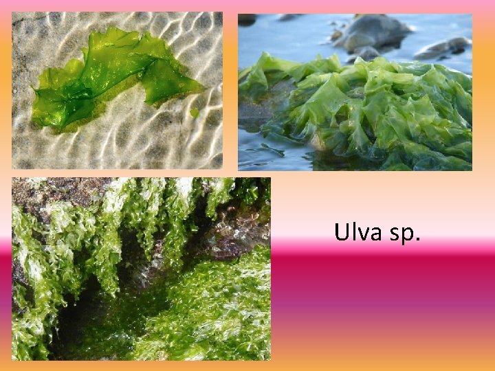 REINO PROTISTA PROTOZORIOS ALGAS 7 ANO CINCIAS PROFESSORA