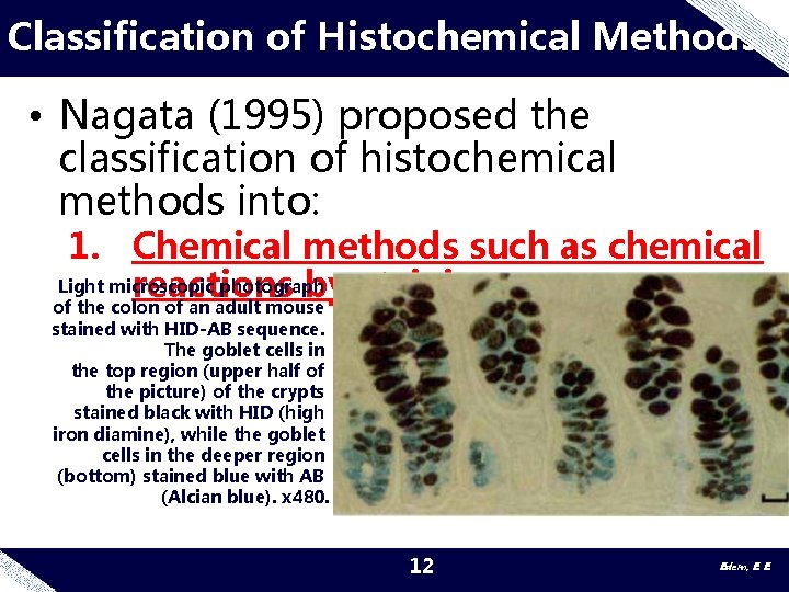 Lecture 1 Historical Review on Histochemistry and Classification