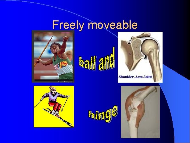 The skeletal and muscular systems Bones and muscles
