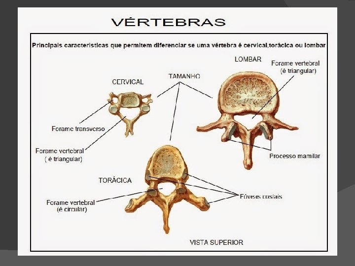 SISTEMA ESQUELTICO Professor Anderson Oliveira OSSOS DA COLUNA