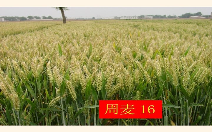 Wheat production and genetic improvement in China progress