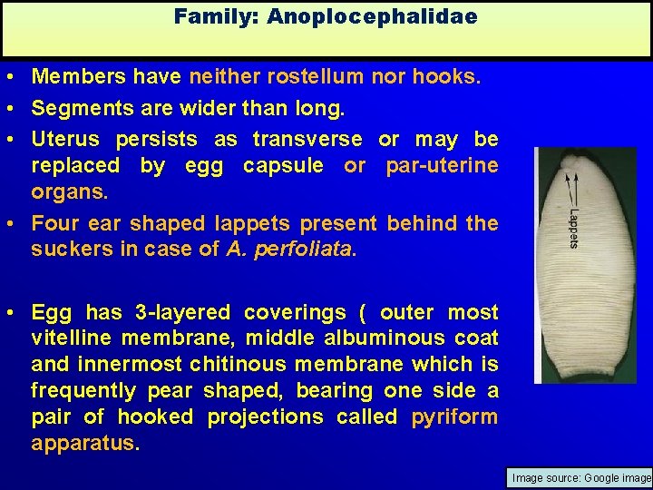 EQUINE TAPEWORMS o Anoplocephala o Paranoplocephala Dr AJIT