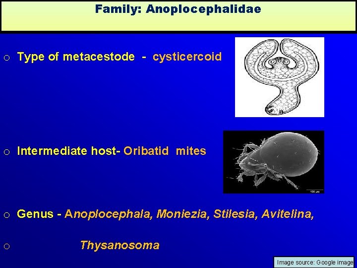 EQUINE TAPEWORMS o Anoplocephala o Paranoplocephala Dr AJIT