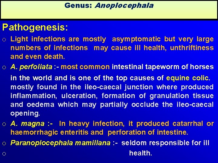 EQUINE TAPEWORMS o Anoplocephala o Paranoplocephala Dr AJIT