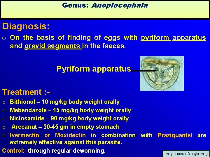 EQUINE TAPEWORMS o Anoplocephala o Paranoplocephala Dr AJIT