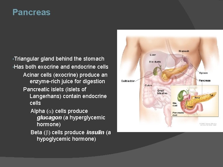 Endocrine System HUMAN PHYSIOLOGY Endocrine System Overview Works
