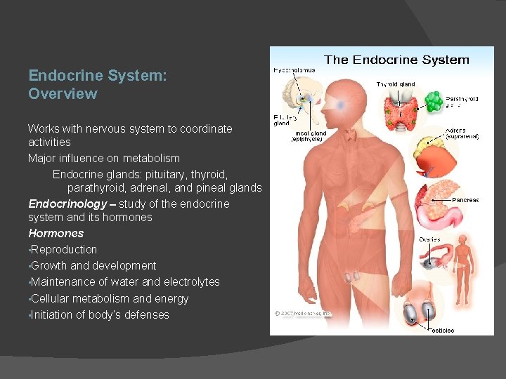 Endocrine System HUMAN PHYSIOLOGY Endocrine System Overview Works