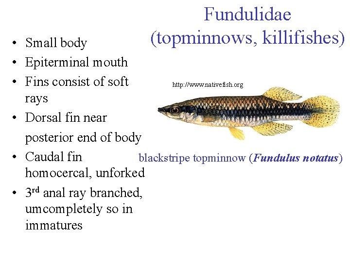 Aphredoderidae pirateperch Large head mouth Mouth epiterminal Dorsal