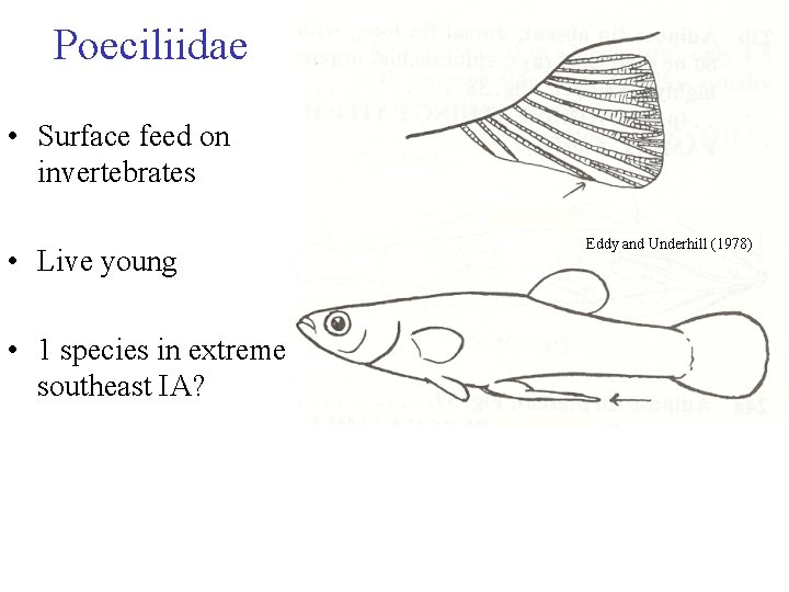 Aphredoderidae pirateperch Large head mouth Mouth epiterminal Dorsal