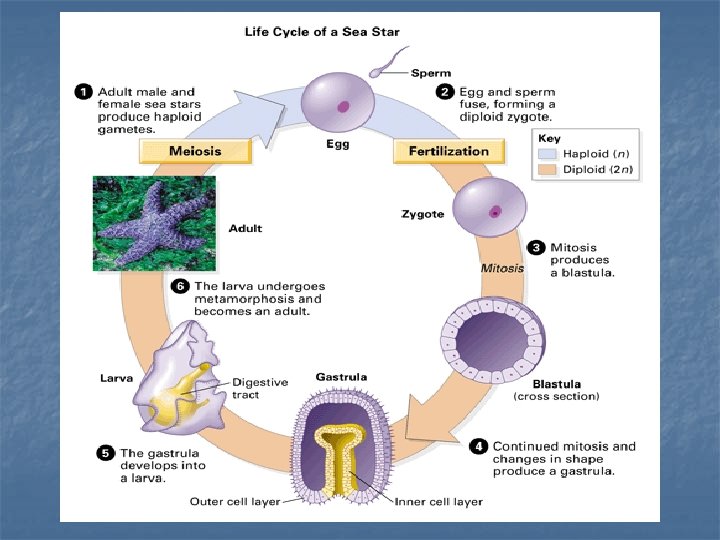 Chapter 23 Section 1 Invertebrate Diversity Diverse animals