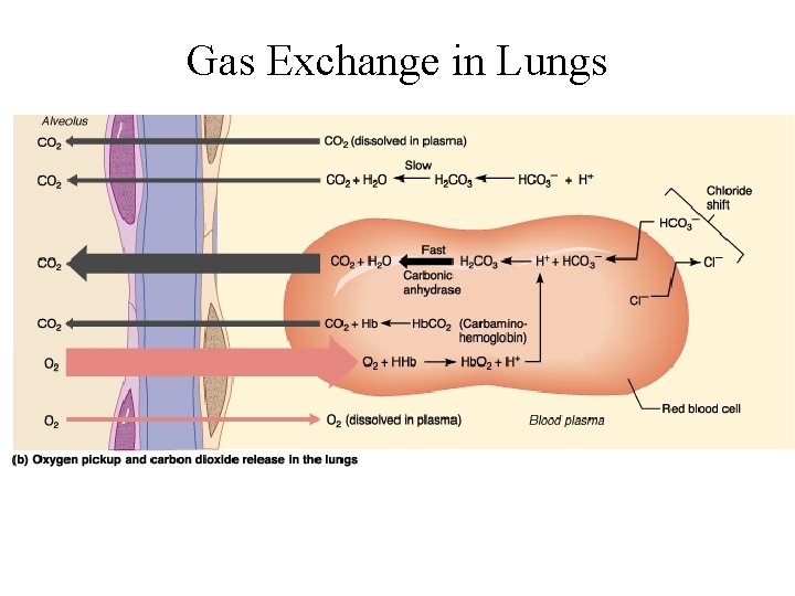 Respiratory System Anatomy Physiology II Tony Serino Ph