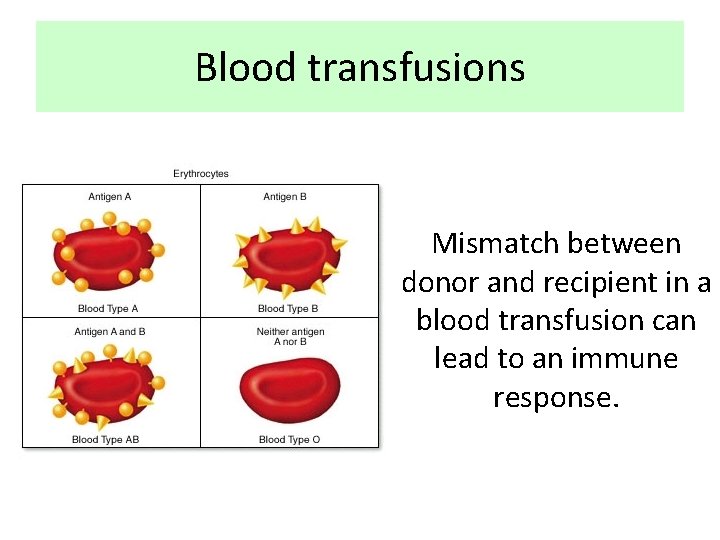 11 1 Antibody production and vaccination Understanding Every