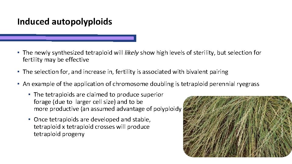 Ploidy Part 2 Autopolyploids Recap Autopolyploid chromosome numbers