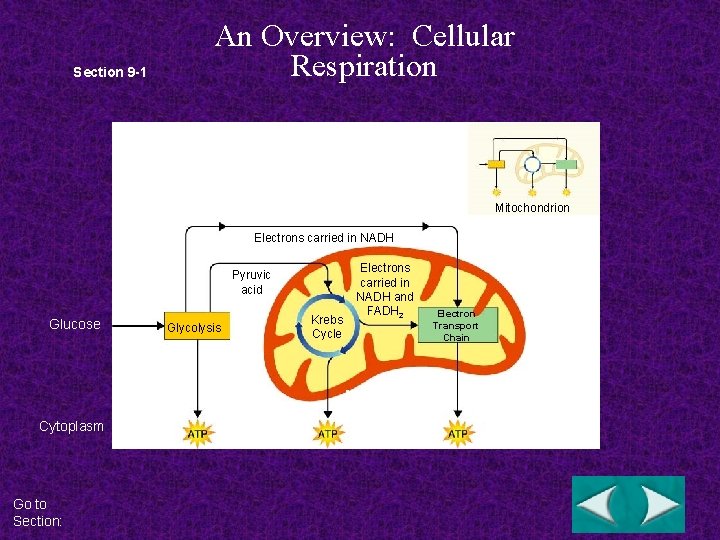 Chapter 9 Cellular Respiration Section 9 1 Chemical