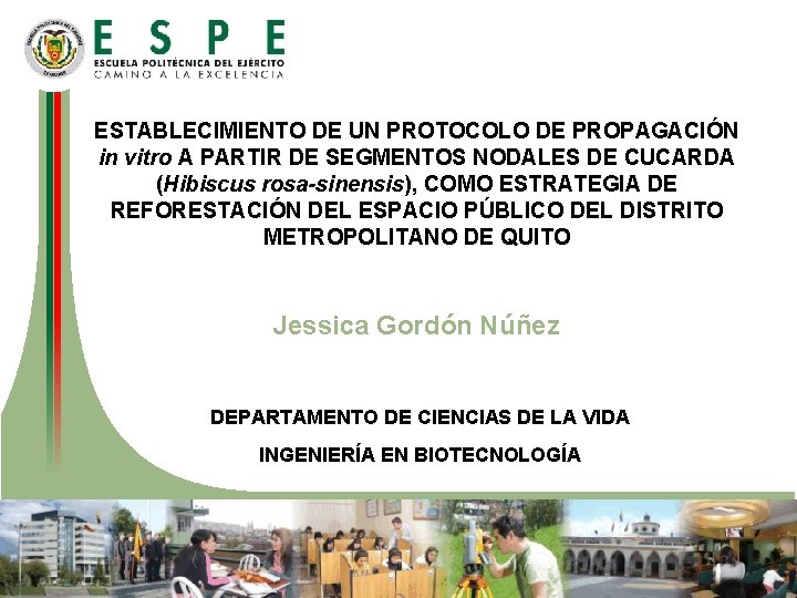 ESTABLECIMIENTO DE UN PROTOCOLO DE PROPAGACIN in vitro